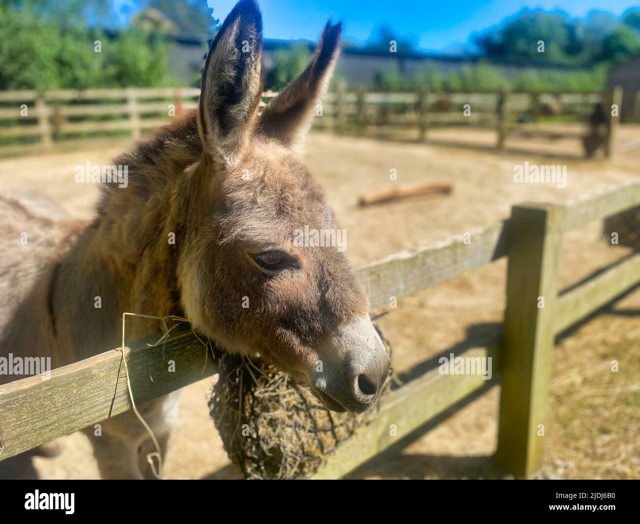 Donkey at a UK farm Stock Photo - Alamy