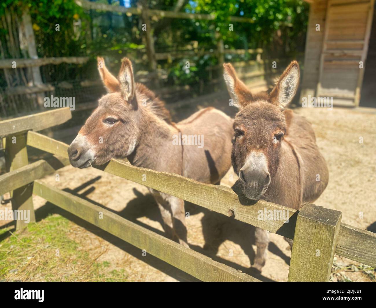 Donkey at a UK farm Stock Photo - Alamy