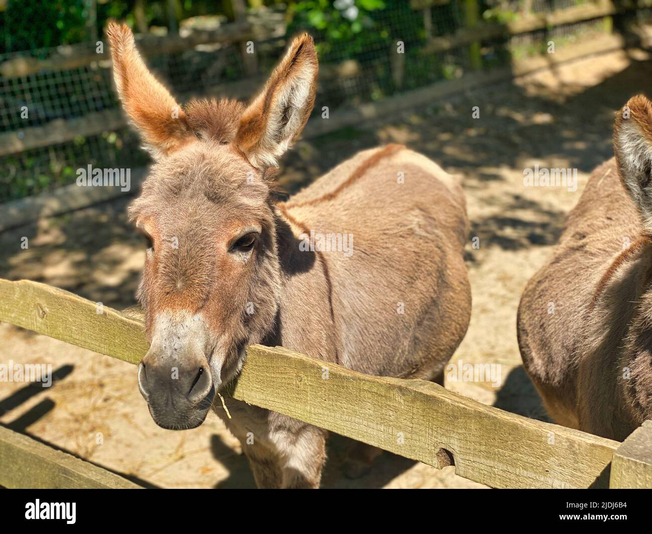 Donkey at a UK farm Stock Photo - Alamy
