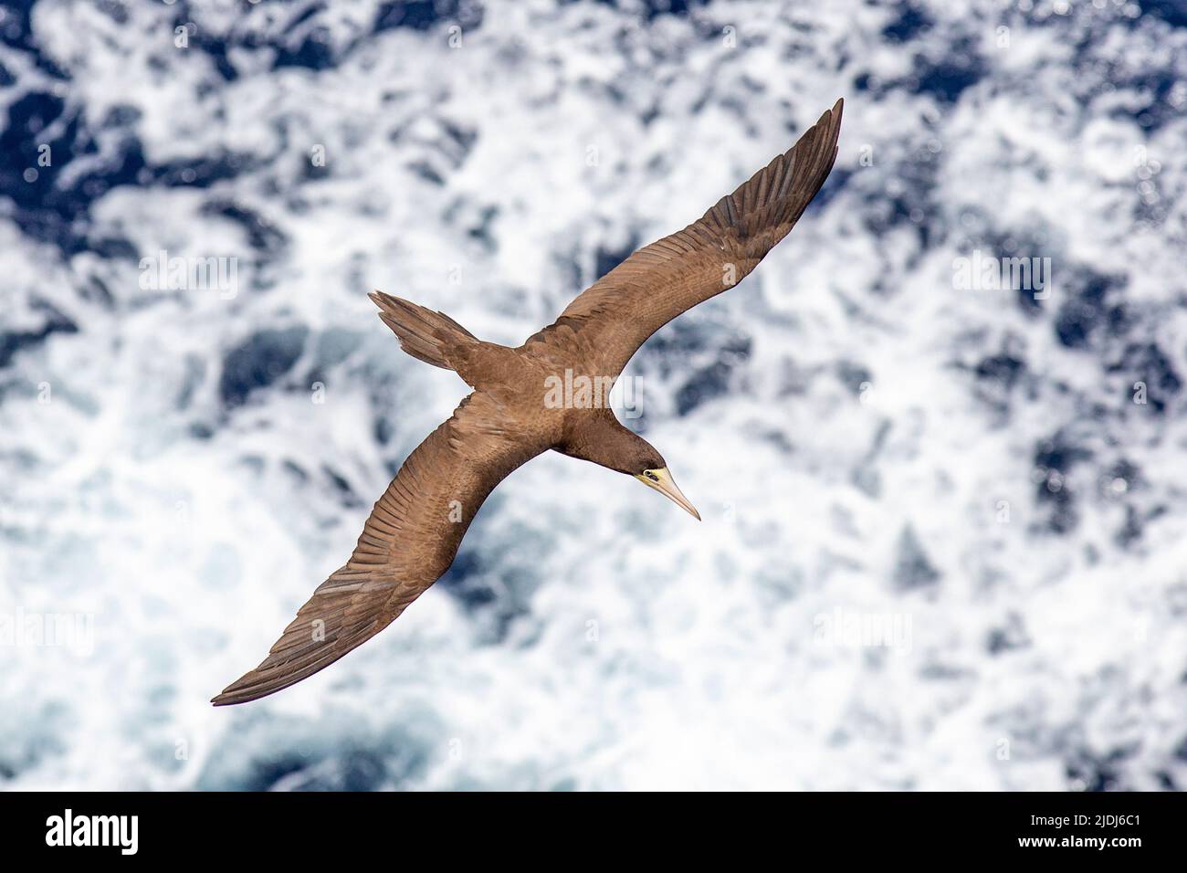 Flying fish caribbean hi-res stock photography and images - Alamy