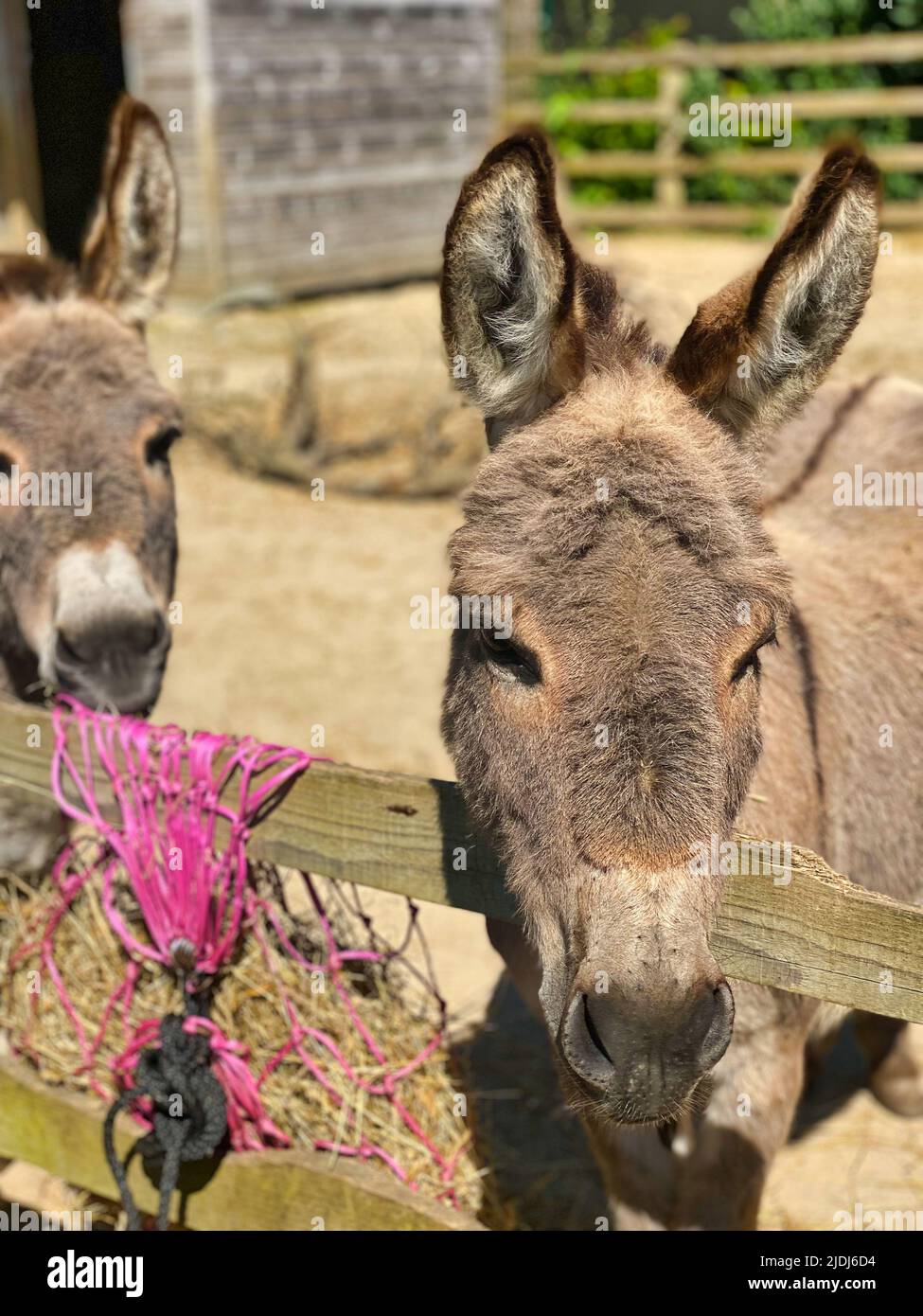 Donkey at a UK farm Stock Photo - Alamy