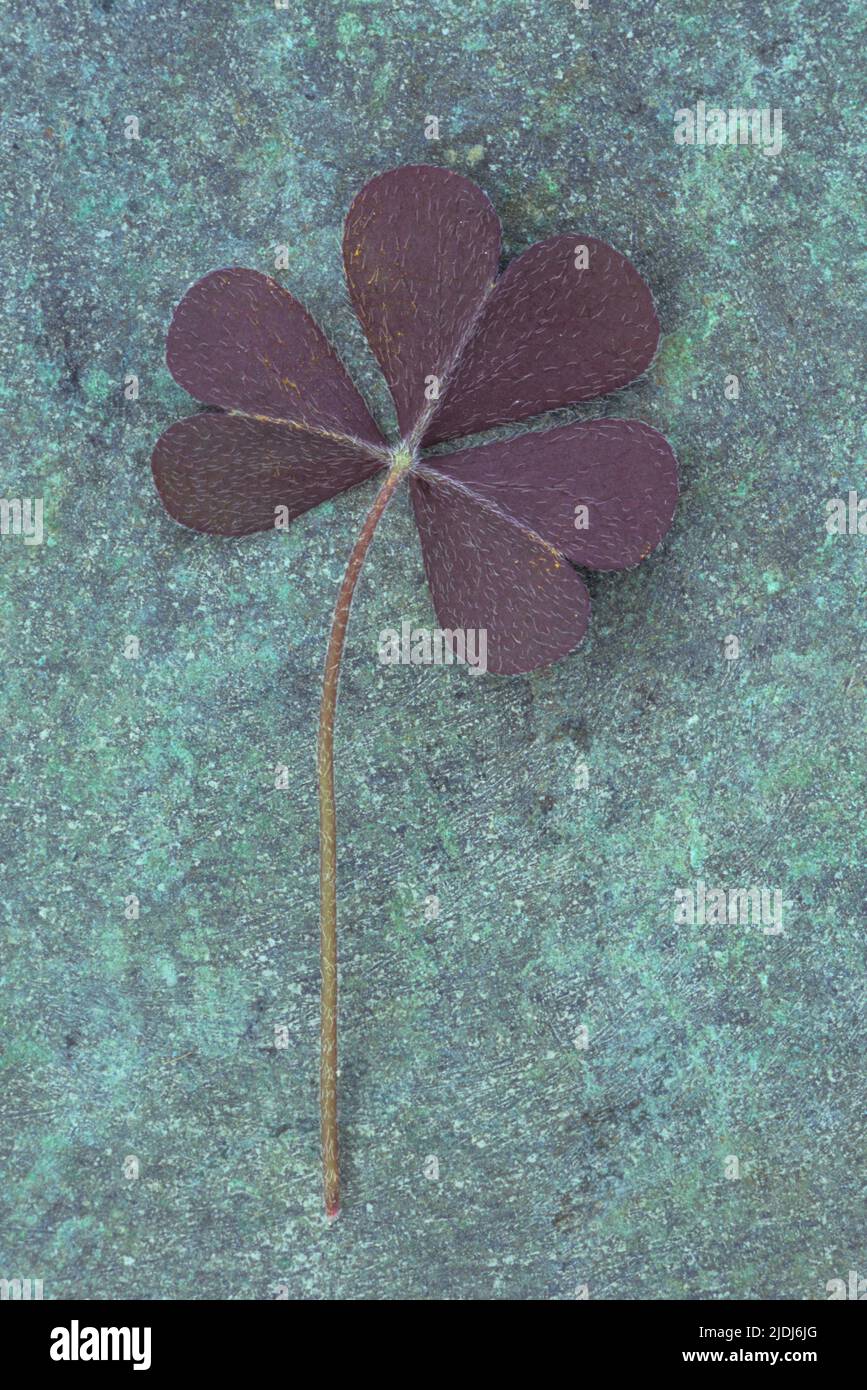 Close up of hairy clover-like purple leaf of Trifolium repens ...