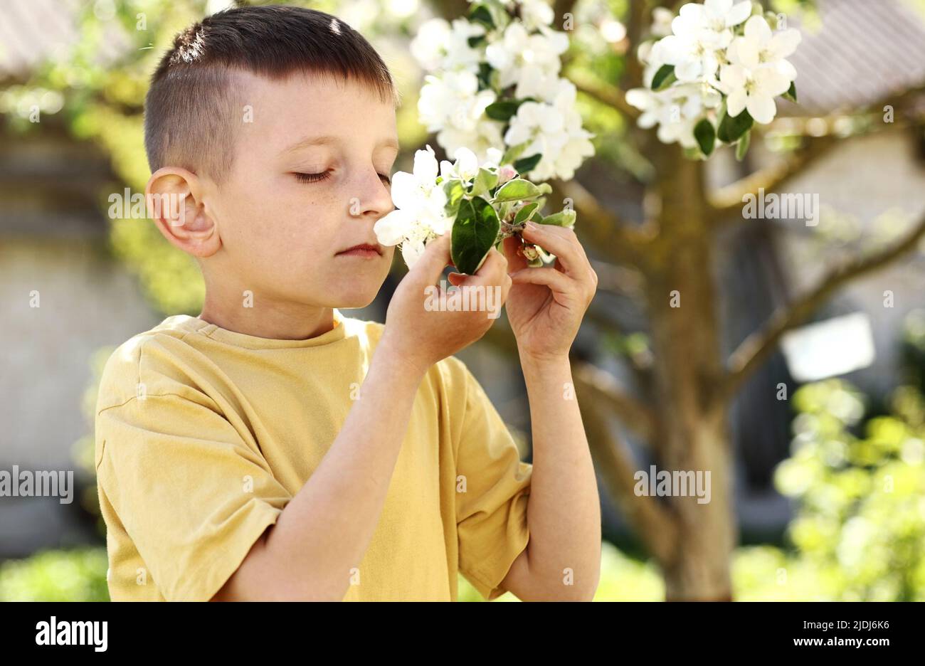 little boy is smelling blooming apple branch. child near beautiful ...