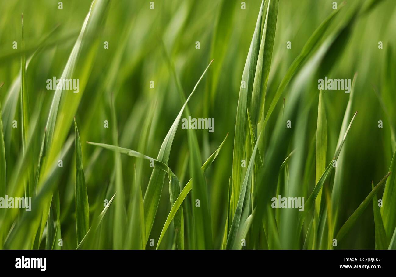 Detail view slow motion young wheat plants, Close view grain green ...