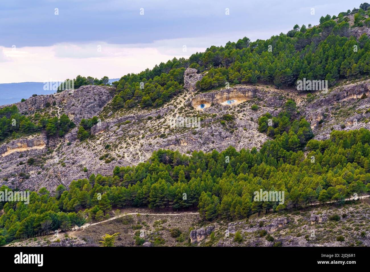 Mora tree hi-res stock photography and images - Alamy