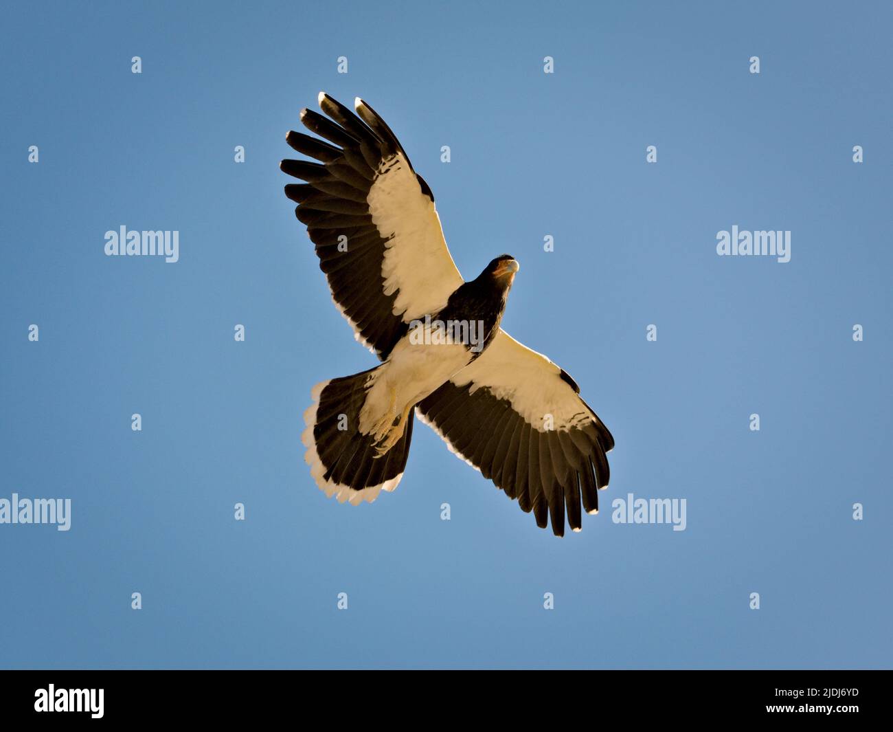 Mountain caracara (Phalcoboenus megalopterus) in flight, spotted near ...