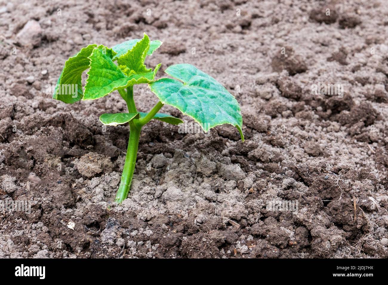 Cucumber. Plant. A young sprout in the ground Stock Photo - Alamy