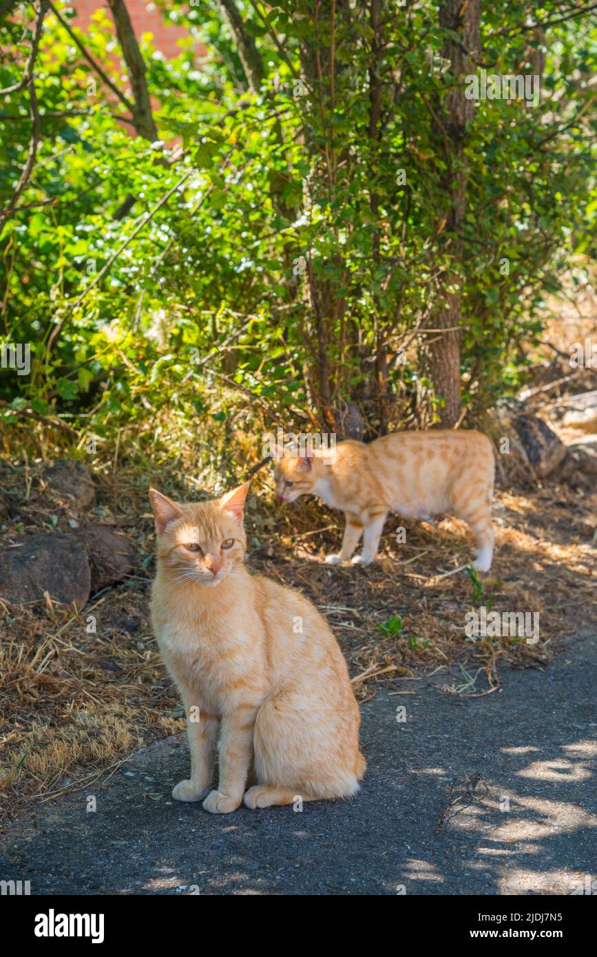 Two stray cats Stock Photo - Alamy
