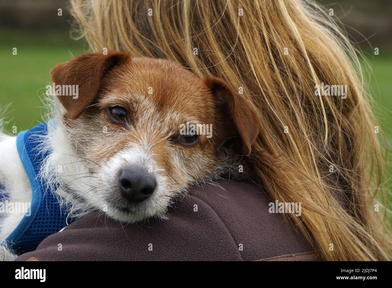 Jack Russell Terrier with owner Stock Photo - Alamy