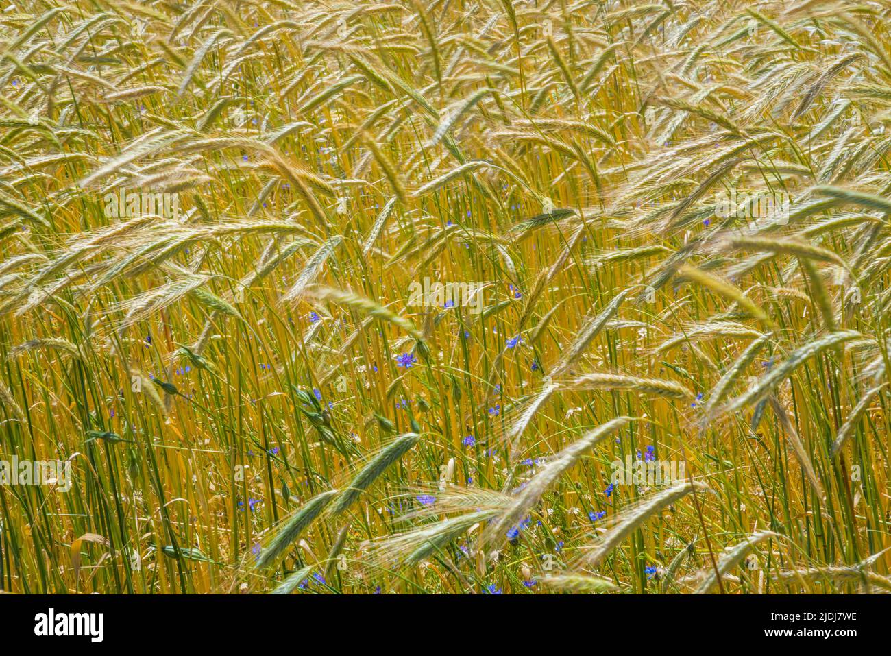 Cultivos cultivos trigo cereal hi-res stock photography and images - Alamy