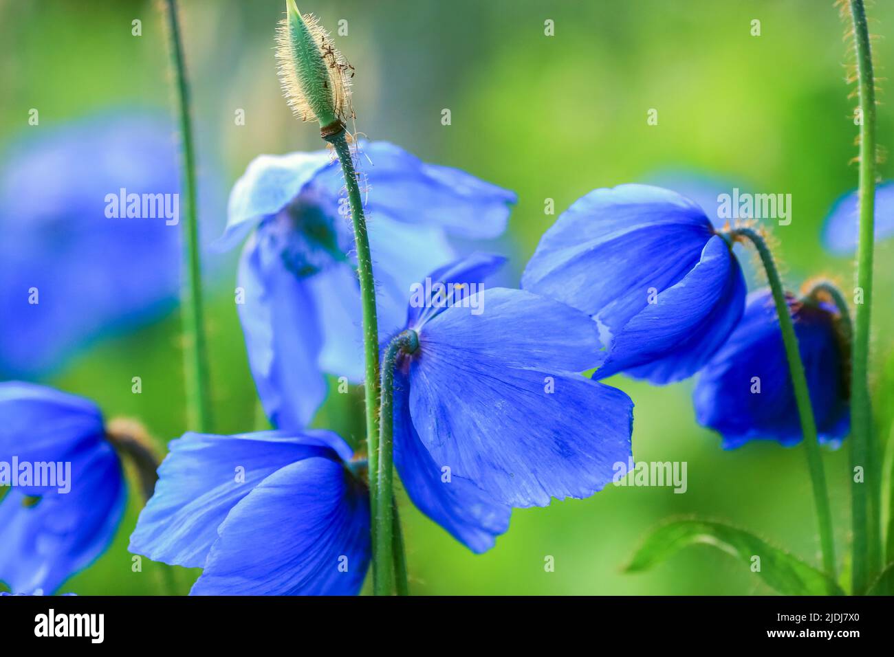 Blue blooming poppy Meconopsis grandis on the green background, closeup ...