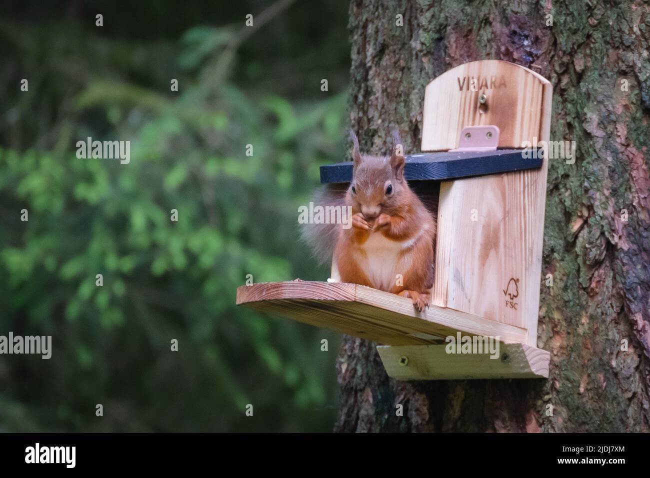 Aberfoyle, Scotland, UK, 20th June 2022. An Elusive Red squirrel enjoys ...