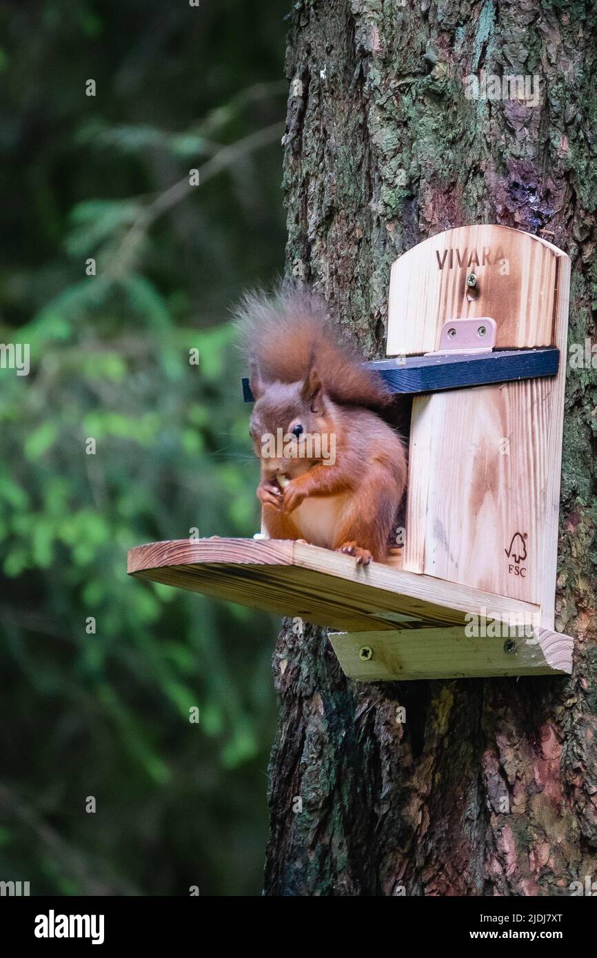 Scottish squirell hi-res stock photography and images - Alamy