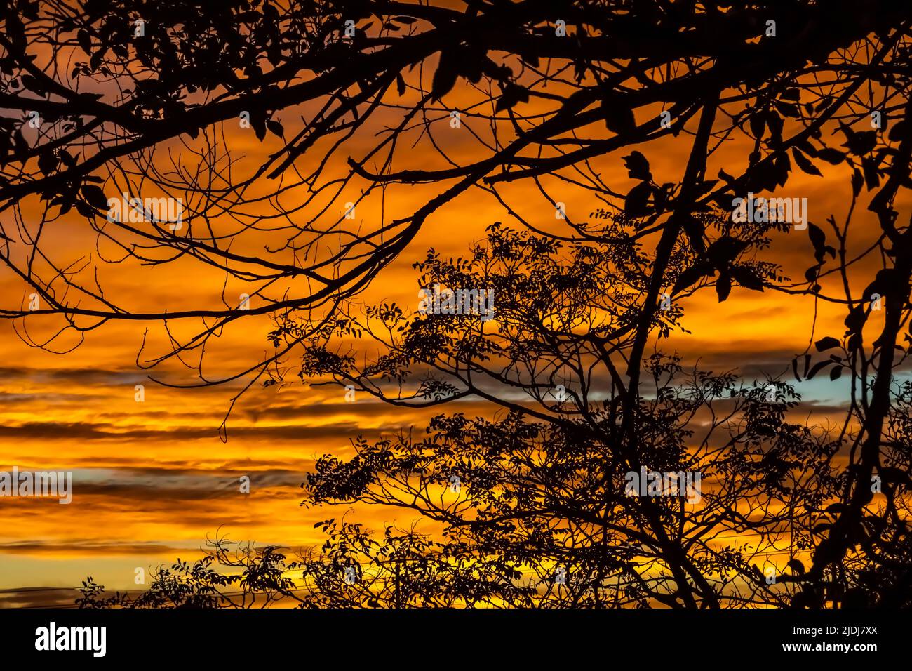 Sunset with orange sky and black trees in the foreground hi-res stock ...