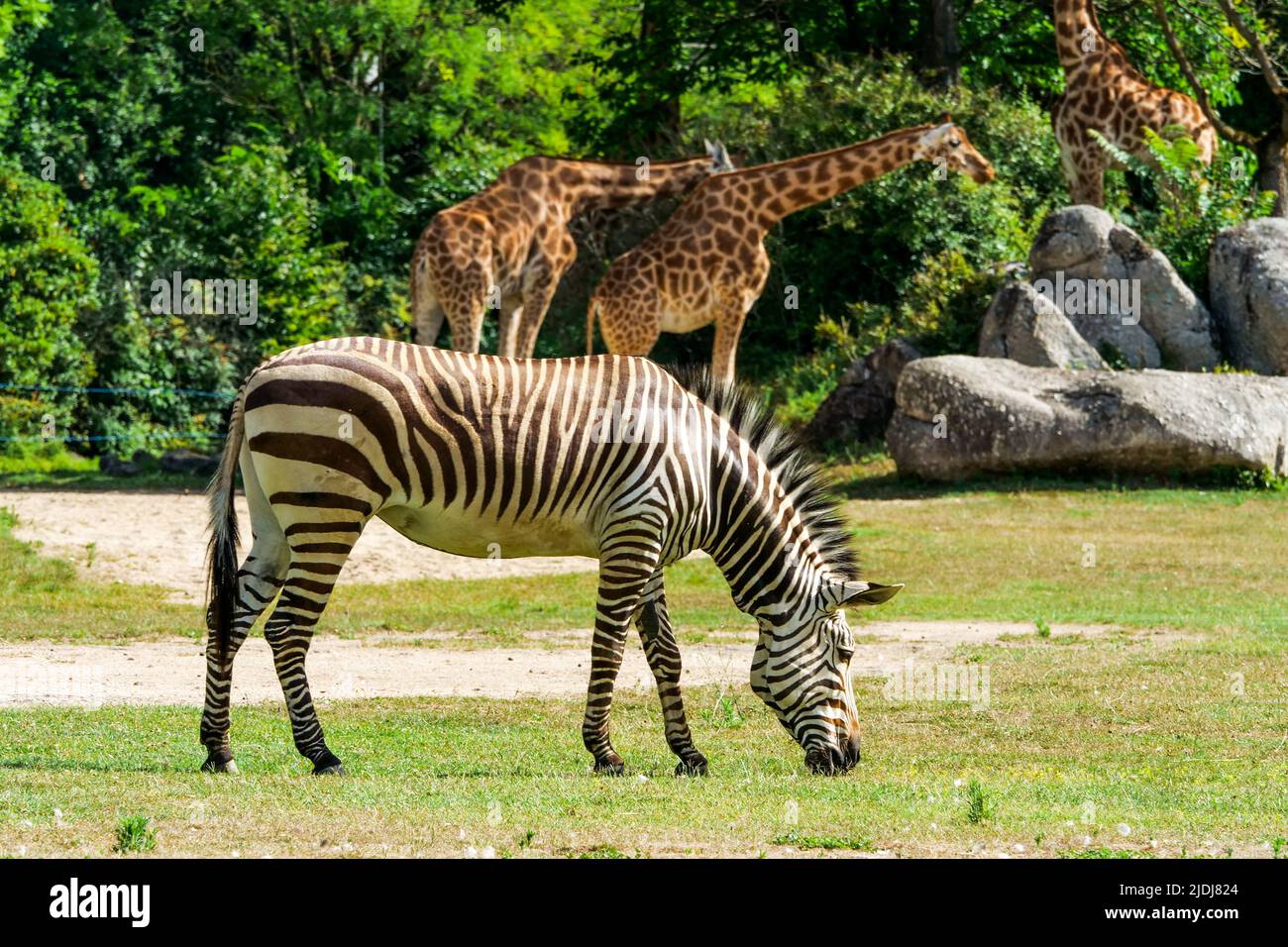 Grazing zebra and girafes, Tête d'Or Park, Lyon, France Stock Photo - Alamy