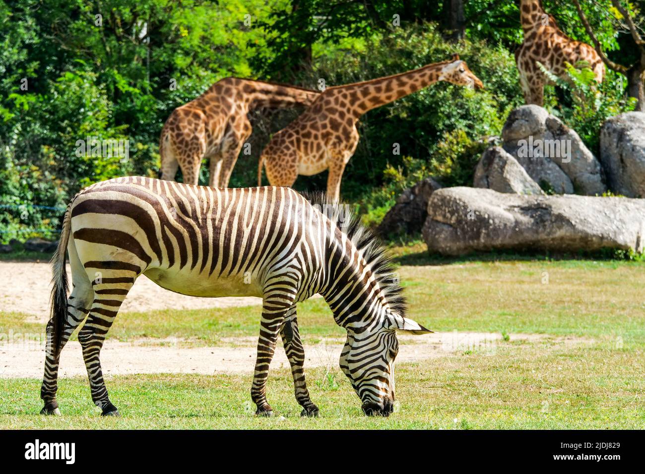 Grazing zebra and girafes, Tête d'Or Park, Lyon, France Stock Photo - Alamy