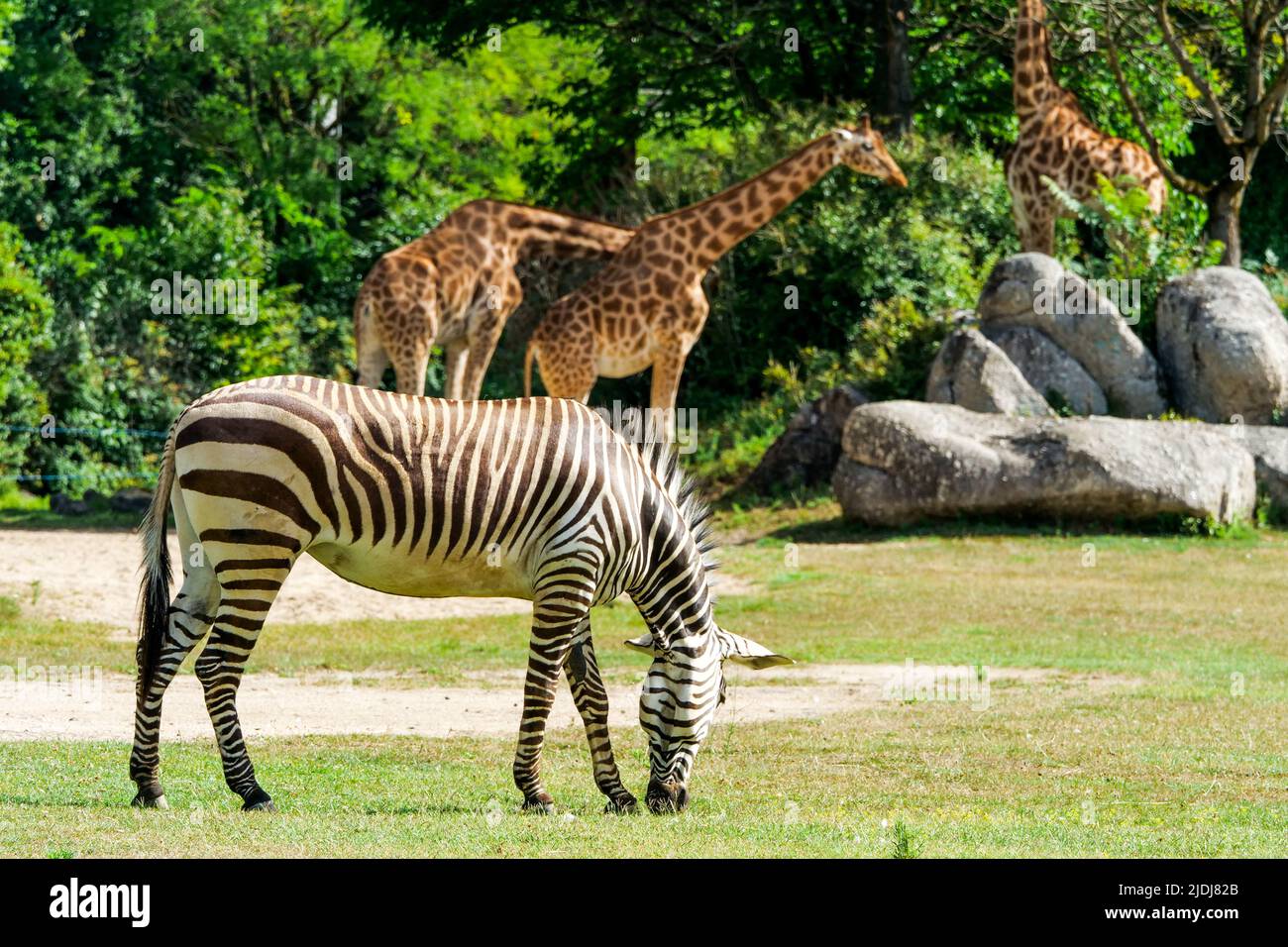 Grazing zebra and girafes, Tête d'Or Park, Lyon, France Stock Photo - Alamy