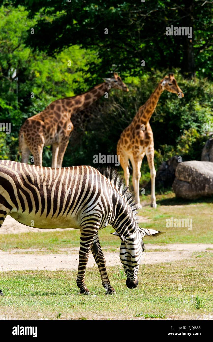 Grazing zebra and girafes, Tête d'Or Park, Lyon, France Stock Photo - Alamy