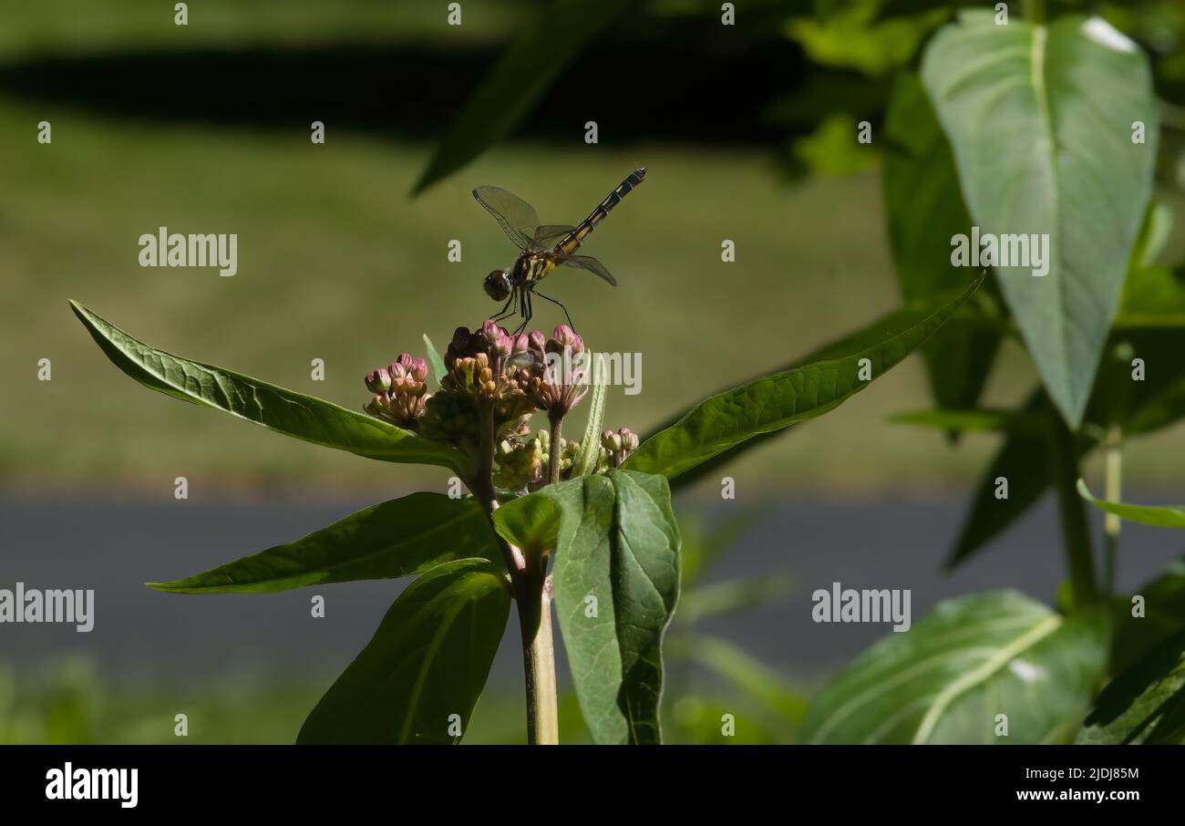Dragonfly sitting on Swamp Milkweed buds Stock Photo - Alamy