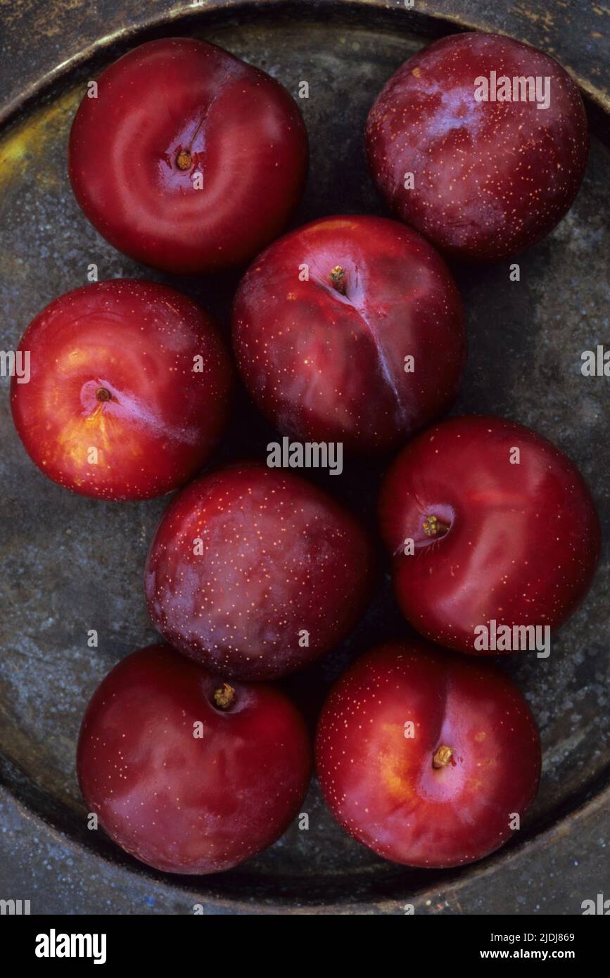 Smooth red Larry Ann plums lying on tarnished metal plate Stock Photo ...