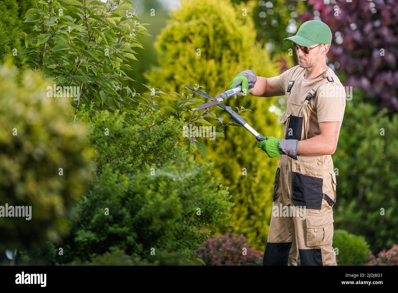 Process of Shaping the Tree in the Backyard Garden by Pruning the ...