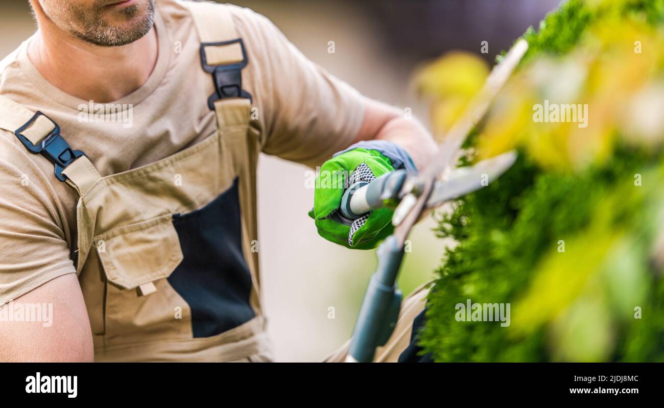Closeup of Professional Caucasian Garden Landscaper Pruning Plants in ...