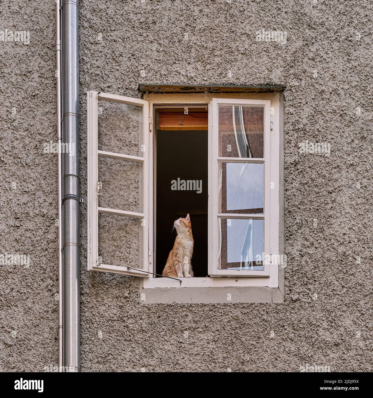 Cat in the open window of the house Stock Photo - Alamy