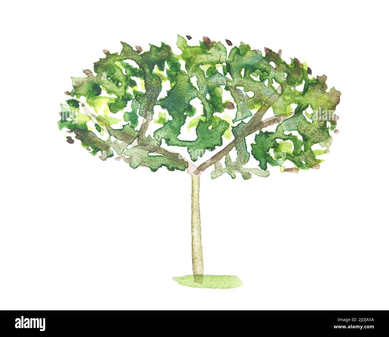 Foliar green watercolor texture tree. Summer flora branch. Beautiful ...
