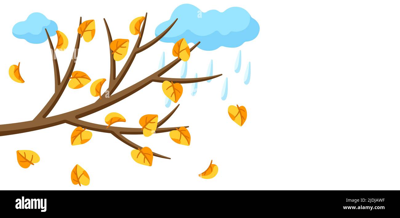 Autumn tree with branch falling yellow leaves. Seasonal nature ...