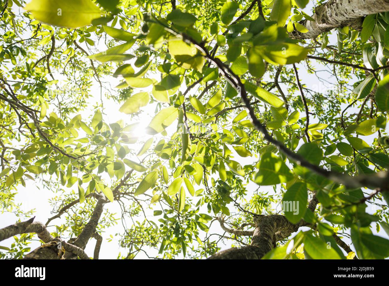 Natural forest green foliage of large walnut tree with beautiful sun ...