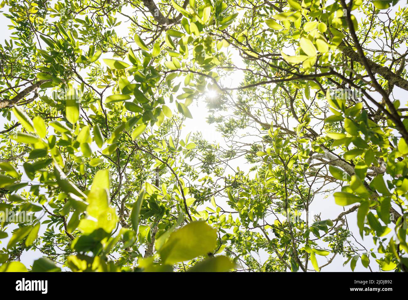 Large walnut tree hi-res stock photography and images - Alamy