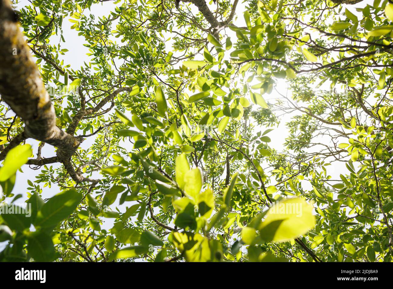 Natural forest green foliage of large walnut tree with beautiful sun ...