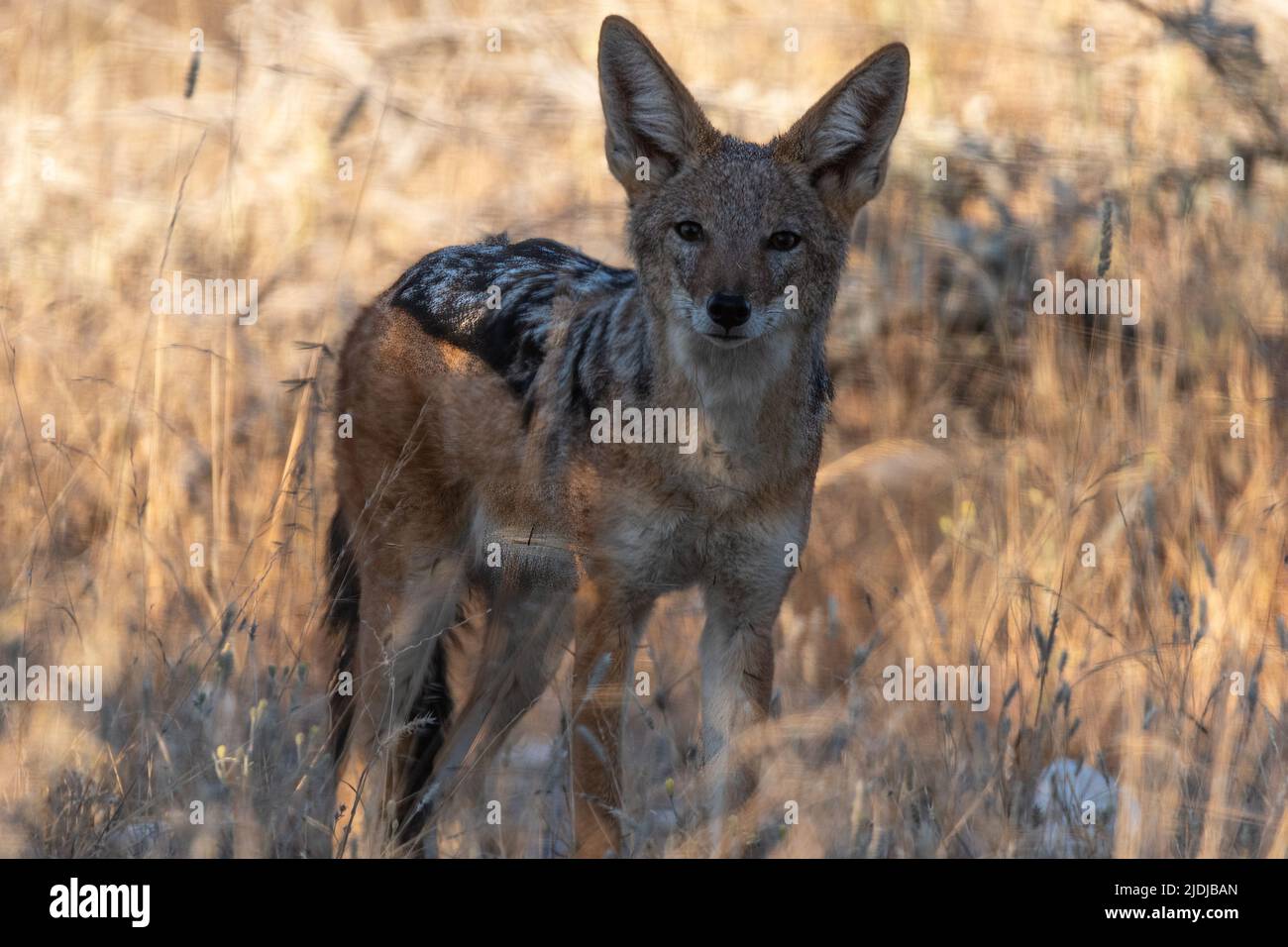 Black backed jackal teeth hi-res stock photography and images - Alamy