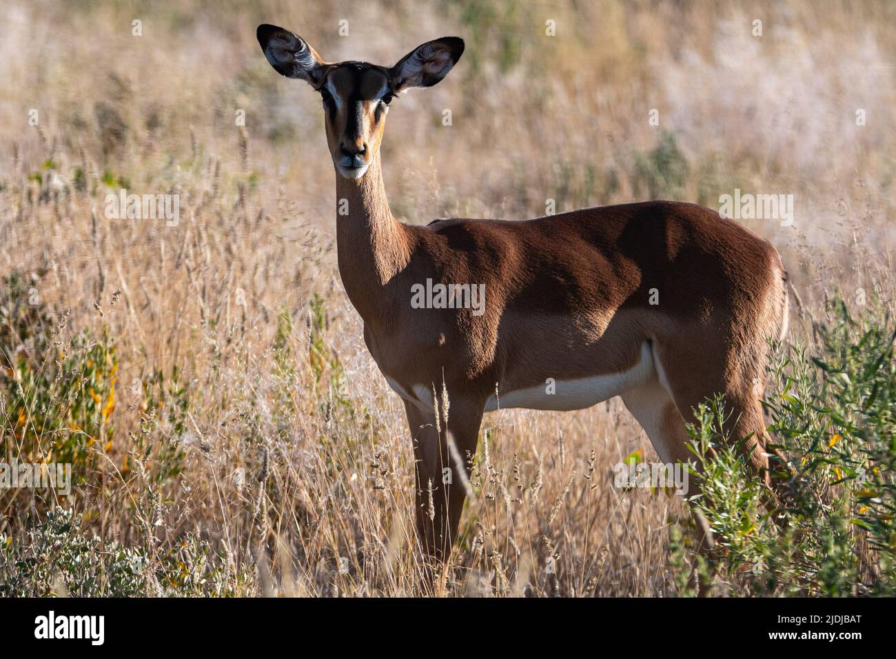 Impala antelope in Etosha National Park in Namibia Africa Stock Photo ...