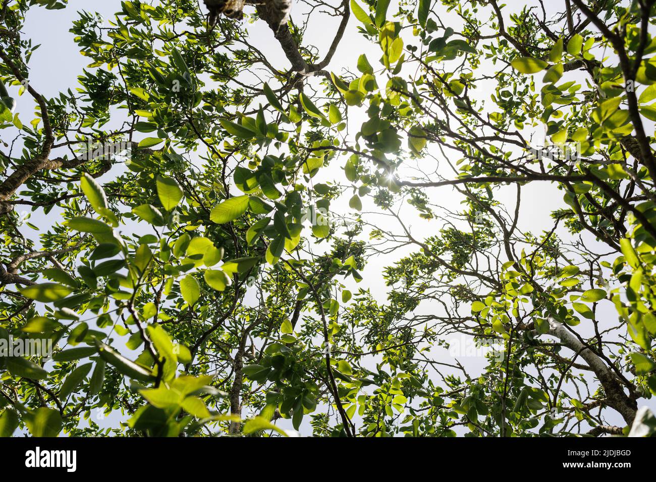 Large walnut tree hi-res stock photography and images - Alamy