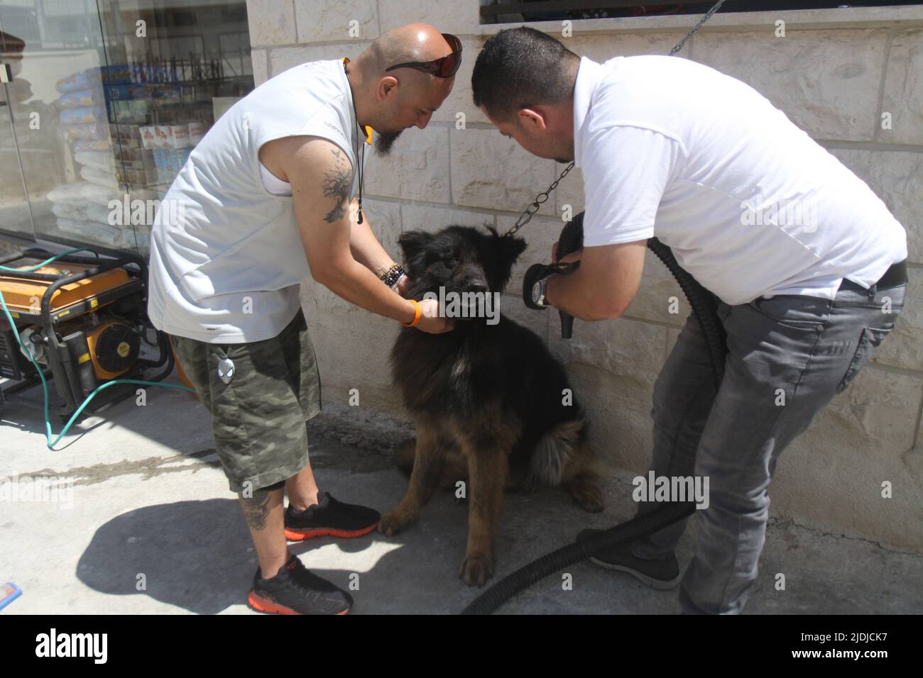 Palestinian veterinarians examine a dog at the first veterinary ...