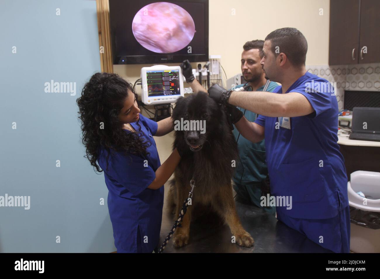 Palestinian veterinarians examine a dog at the first veterinary ...