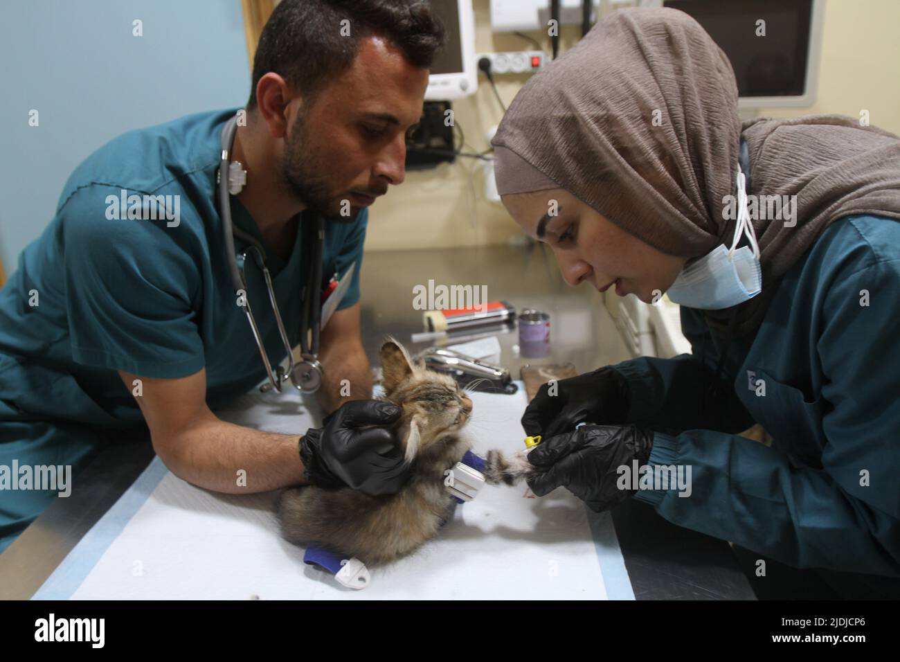 Palestinian veterinarians treat a cat in the first veterinary hospital ...