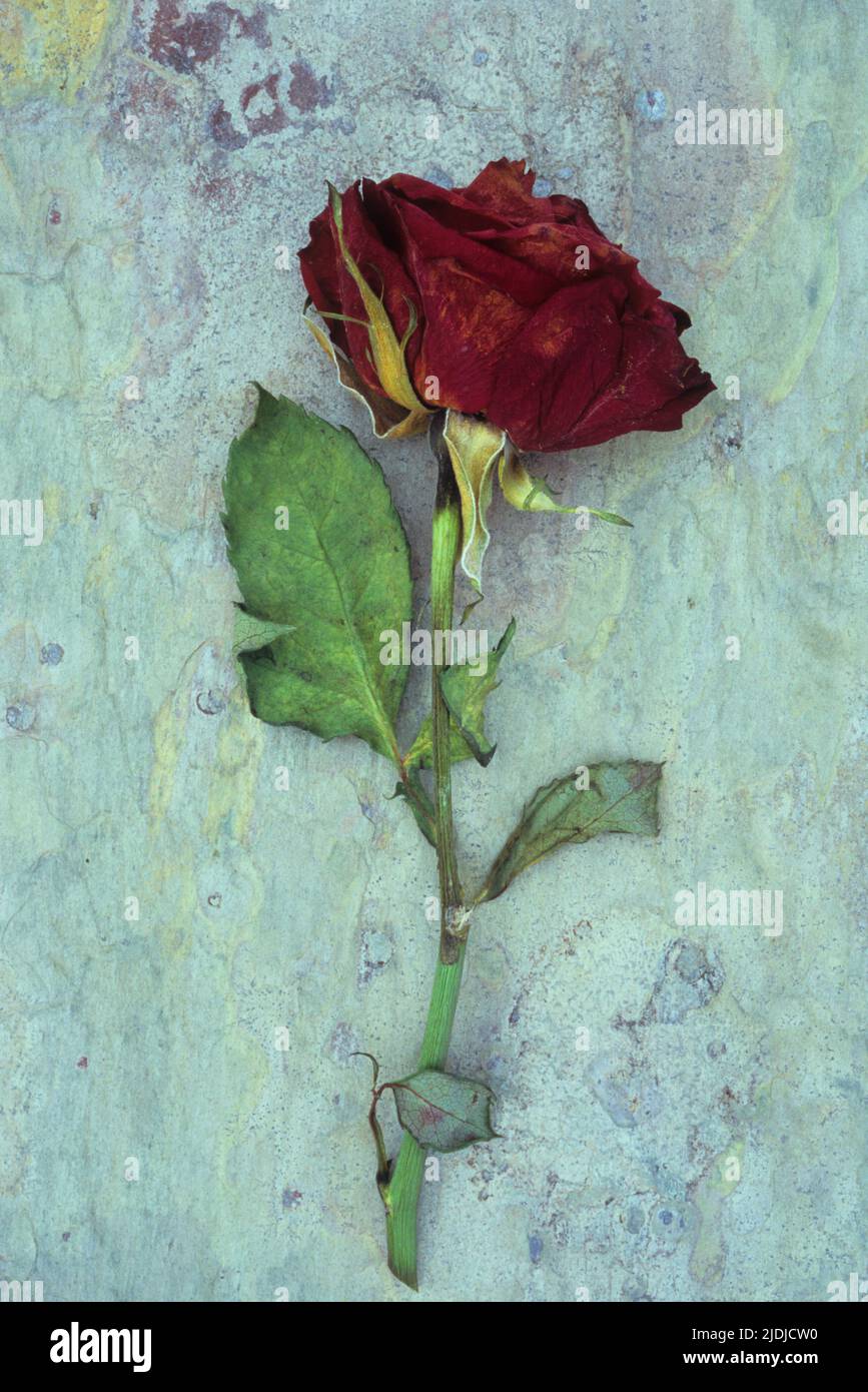 Dried deep red rose lying with its stem and leaves on marbled slate ...
