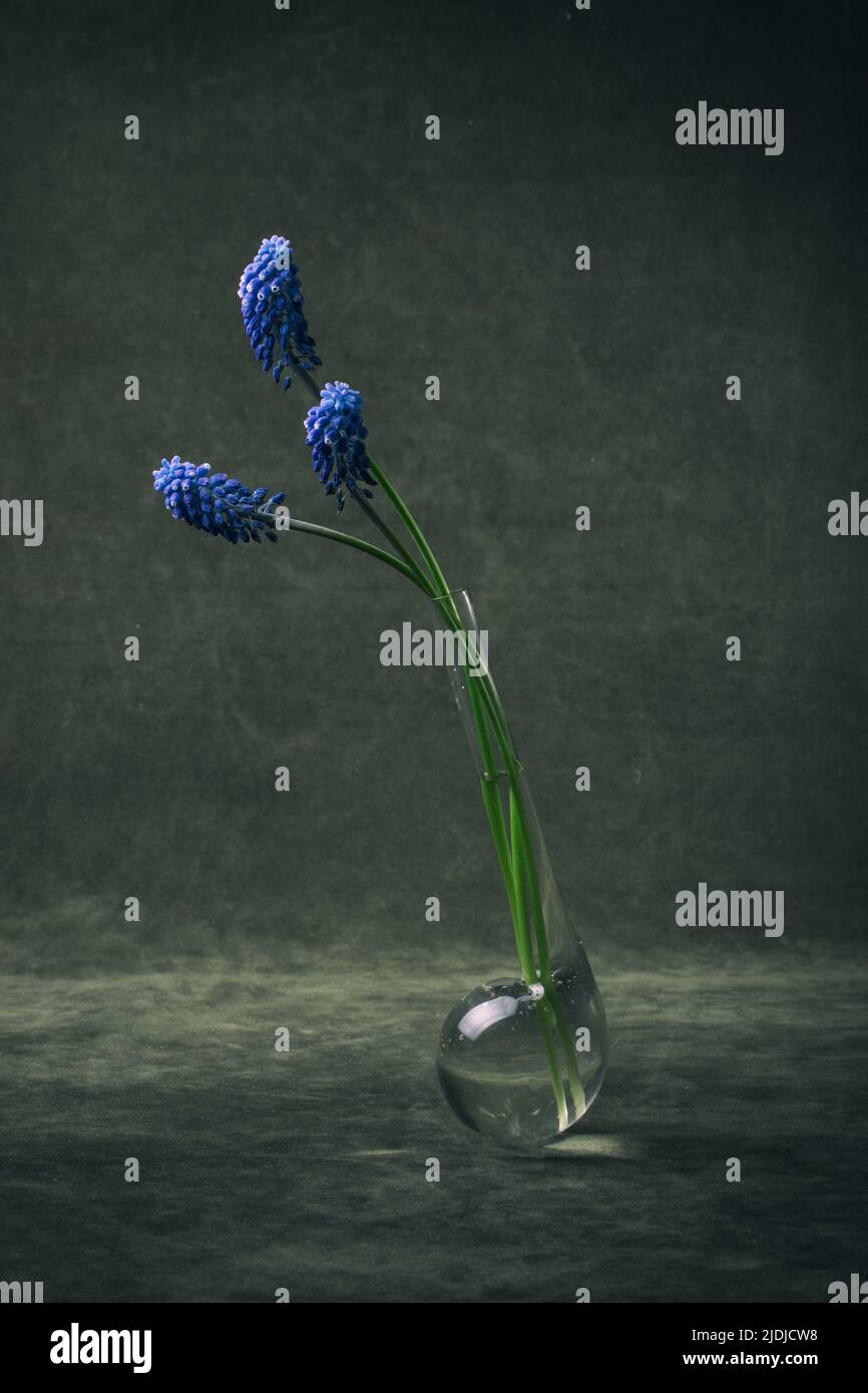 Still life with blue flowers in a glass flask Stock Photo - Alamy