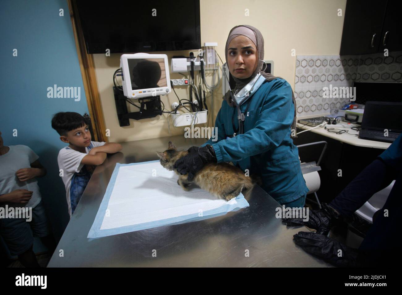 A Palestinian veterinarian examines a cat in the first veterinary ...