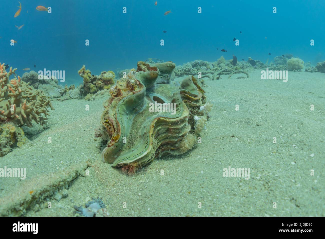 Giant Clam in the Red Sea Colorful and beautiful, Eilat Israel Stock ...