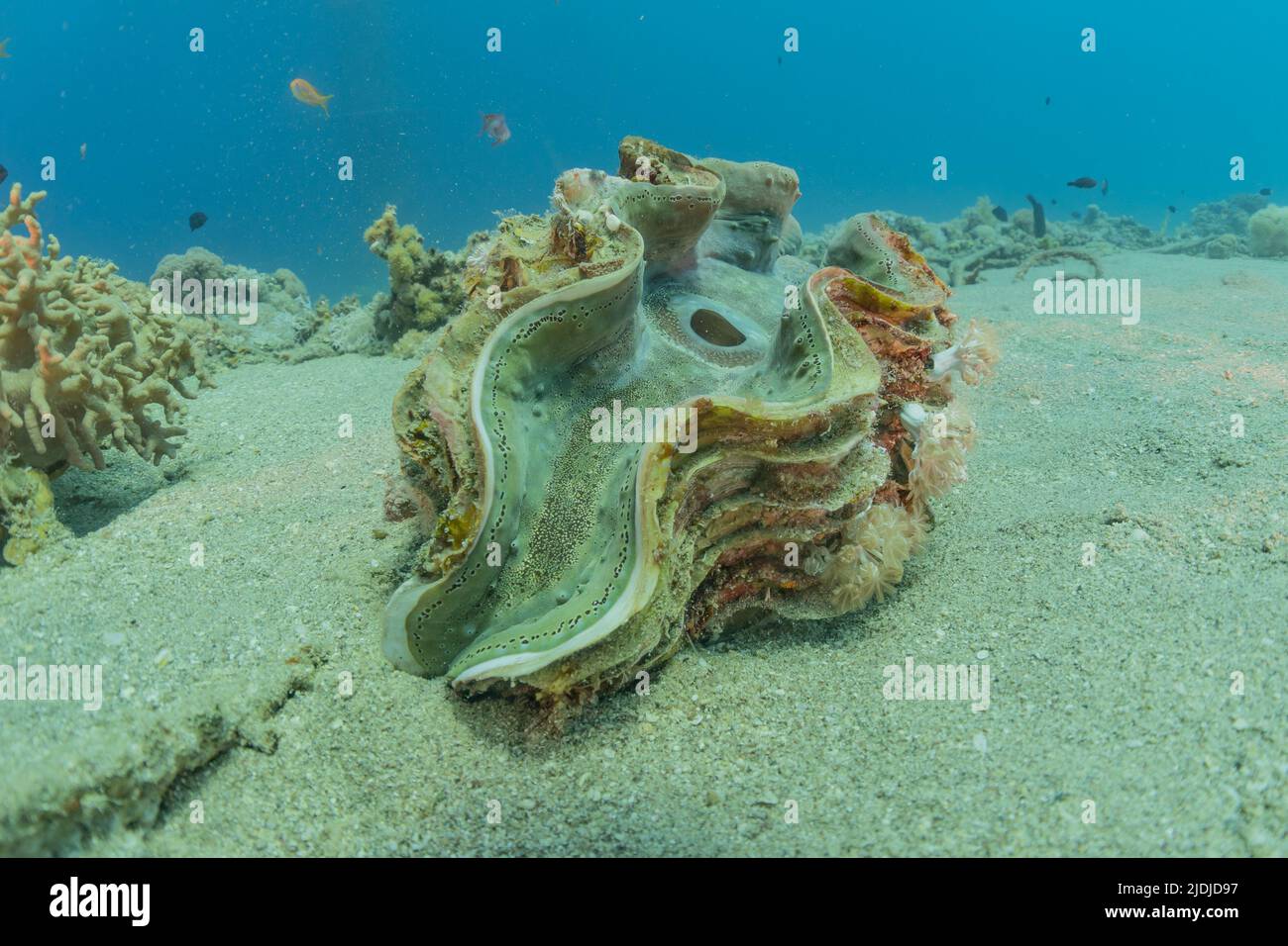 Giant Clam in the Red Sea Colorful and beautiful, Eilat Israel Stock ...