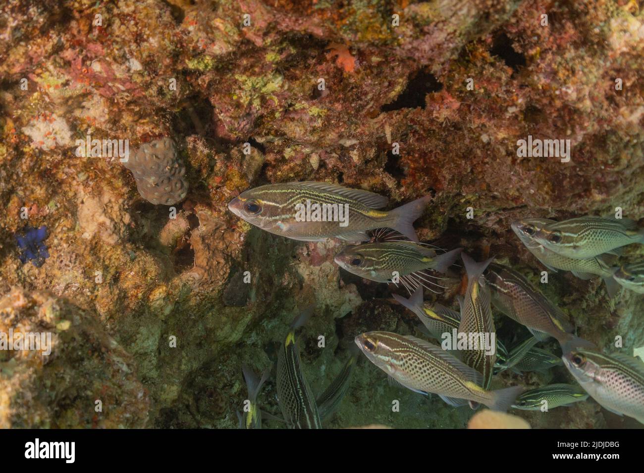 Fish swim in the Red Sea, colorful fish, Eilat Israel Stock Photo - Alamy
