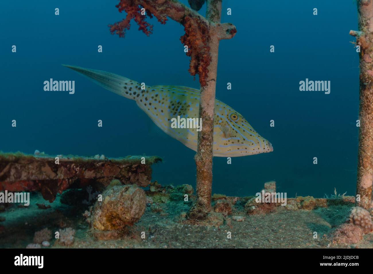 Fish swim in the Red Sea, colorful fish, Eilat Israel Stock Photo - Alamy