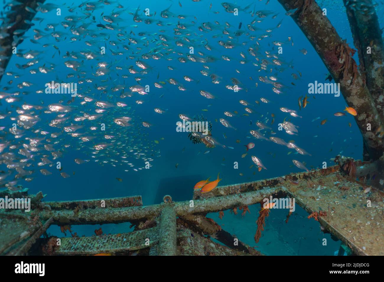 Fish swim in the Red Sea, colorful fish, Eilat Israel Stock Photo - Alamy