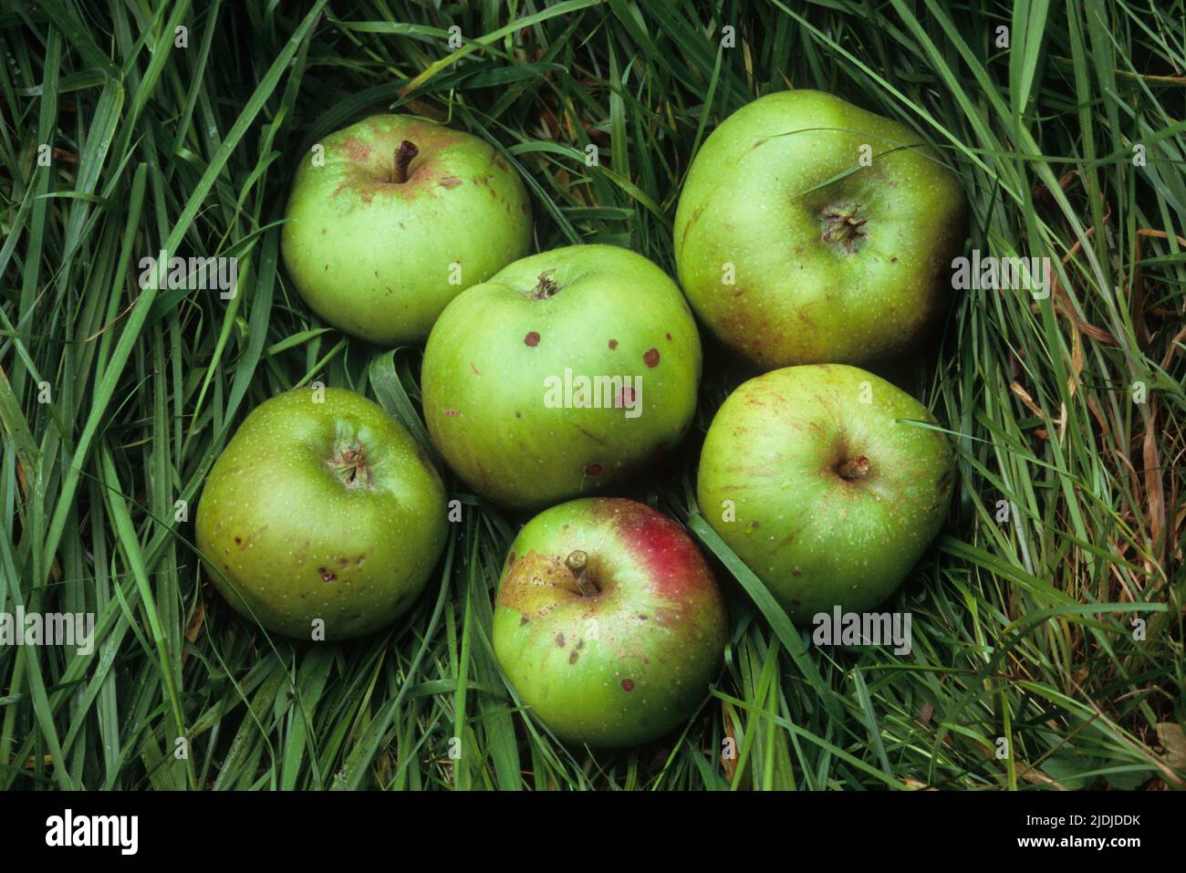 Green cooking apples in hi-res stock photography and images - Alamy