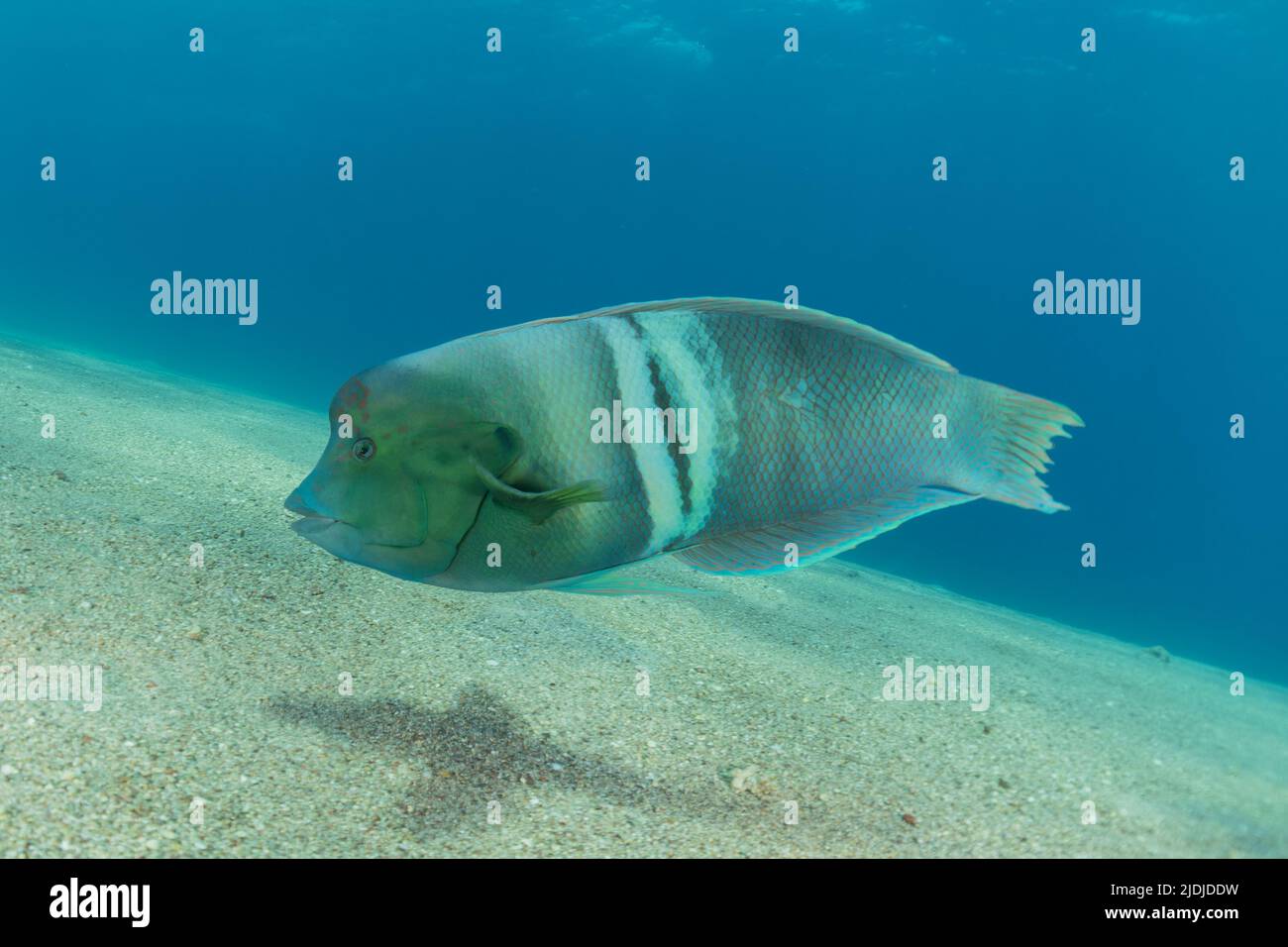 Fish swim in the Red Sea, colorful fish, Eilat Israel Stock Photo - Alamy