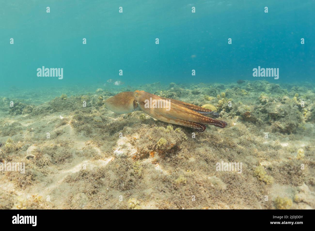 Octopus king of camouflage in the Red Sea, Eilat Israel Stock Photo - Alamy