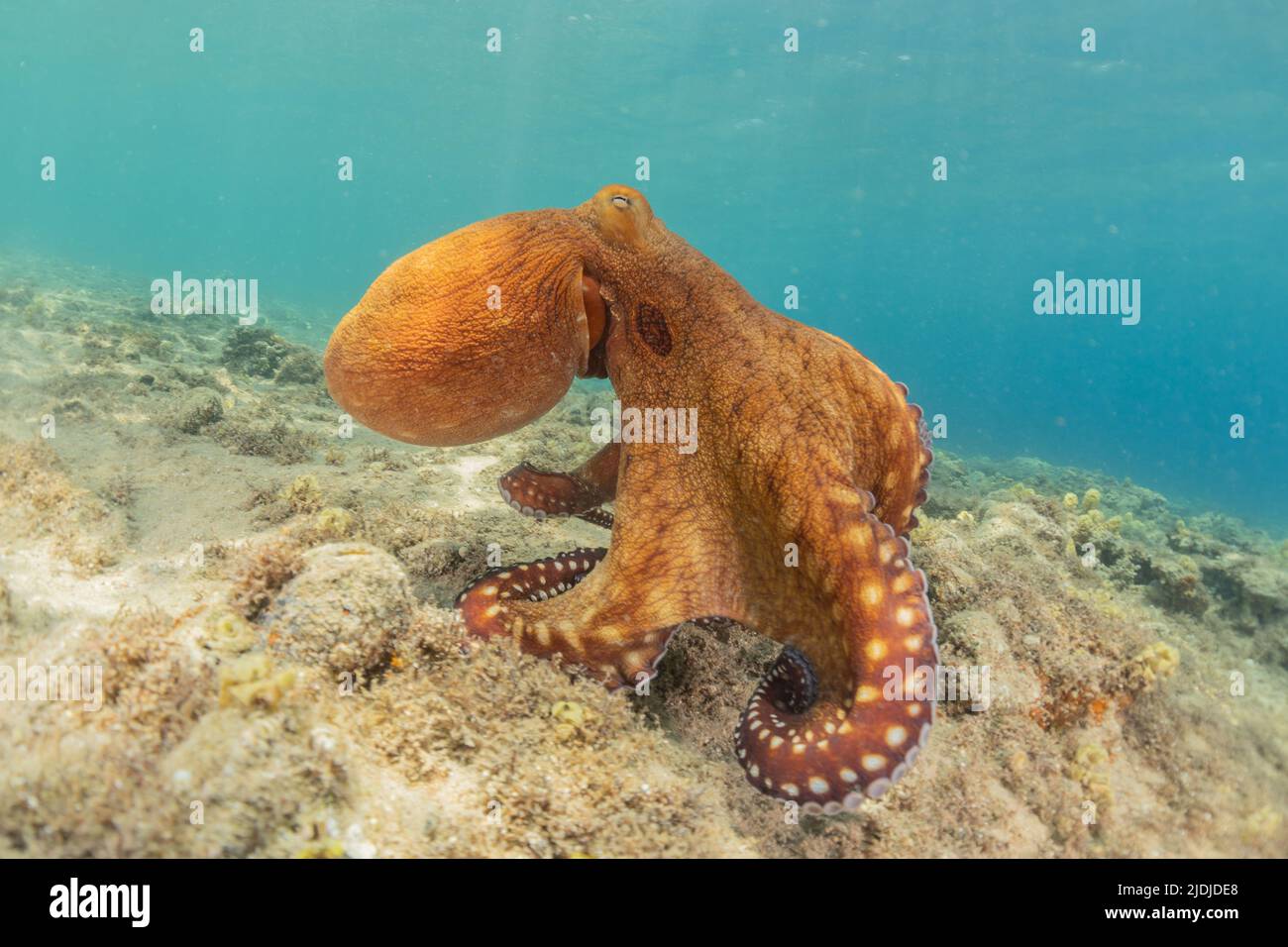 Octopus king of camouflage in the Red Sea, Eilat Israel Stock Photo - Alamy